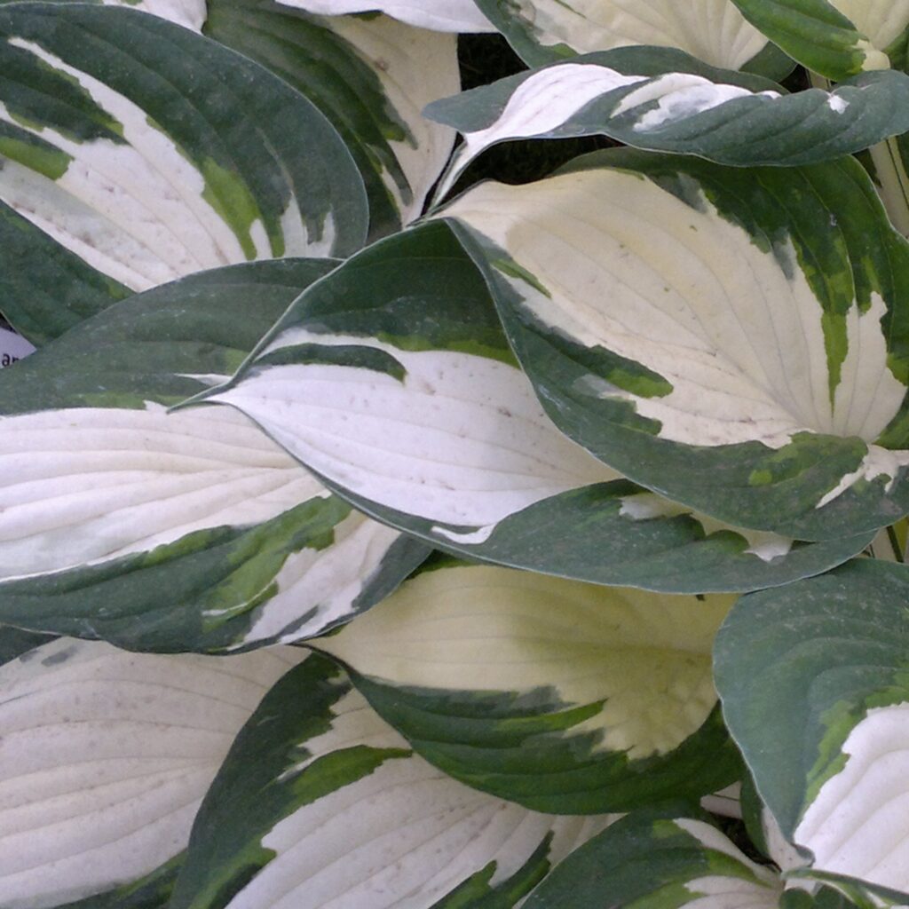 Hosta - Perenniculum