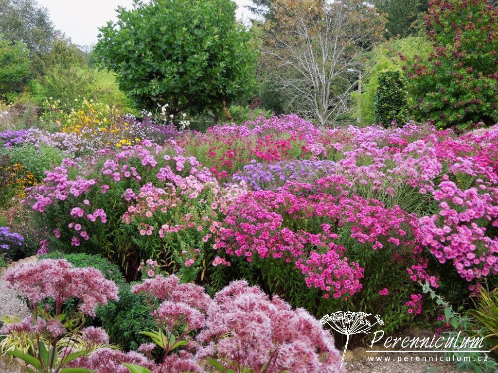 Aster - Trvalka sezóny 2013 - Perenniculum