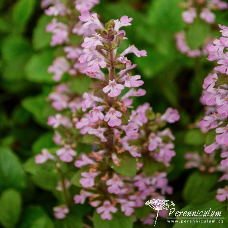 Ajuga reptans 'Rosea' | Perenniculum