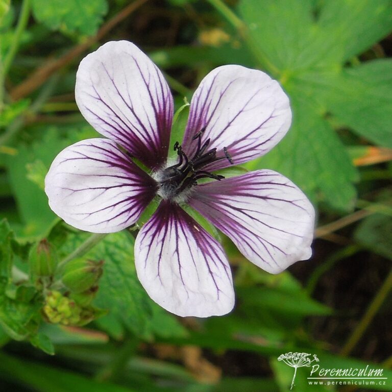 Geranium 'Salome' | Perenniculum