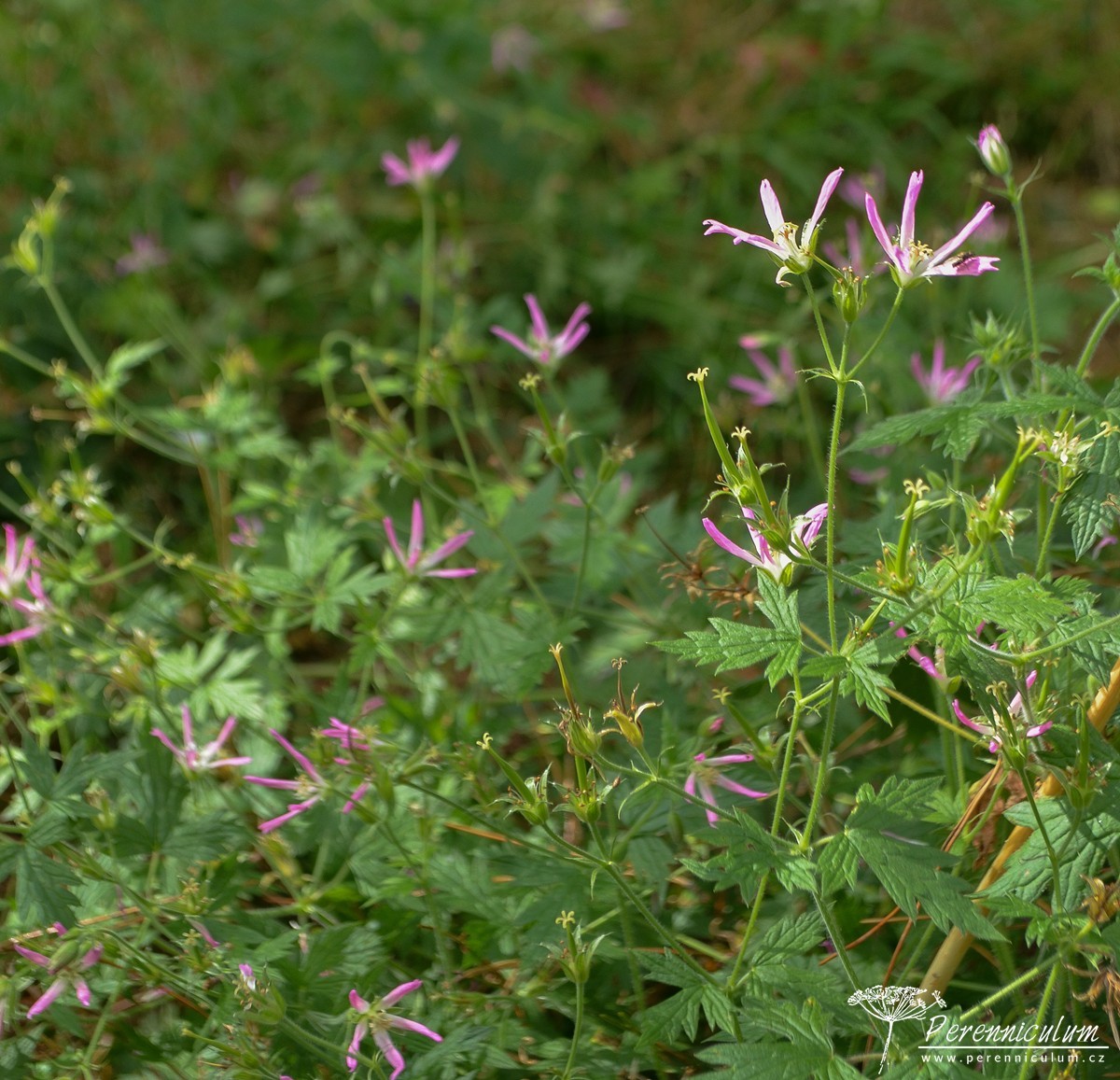 Geranium × oxonianum f. thurstonianum 'David McClintock' | Perenniculum