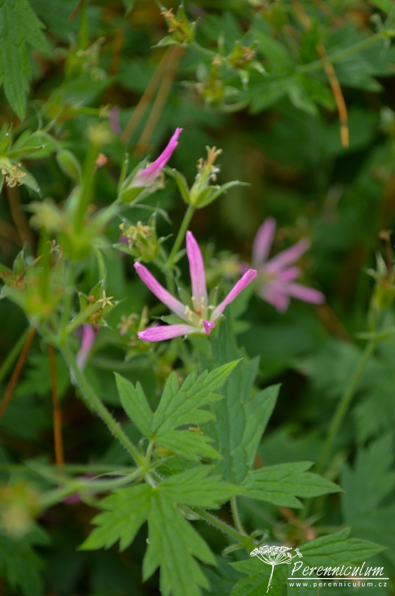 Geranium × oxonianum f. thurstonianum 'David McClintock' | Perenniculum