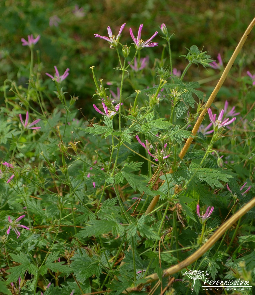 Geranium × oxonianum f. thurstonianum 'David McClintock' | Perenniculum