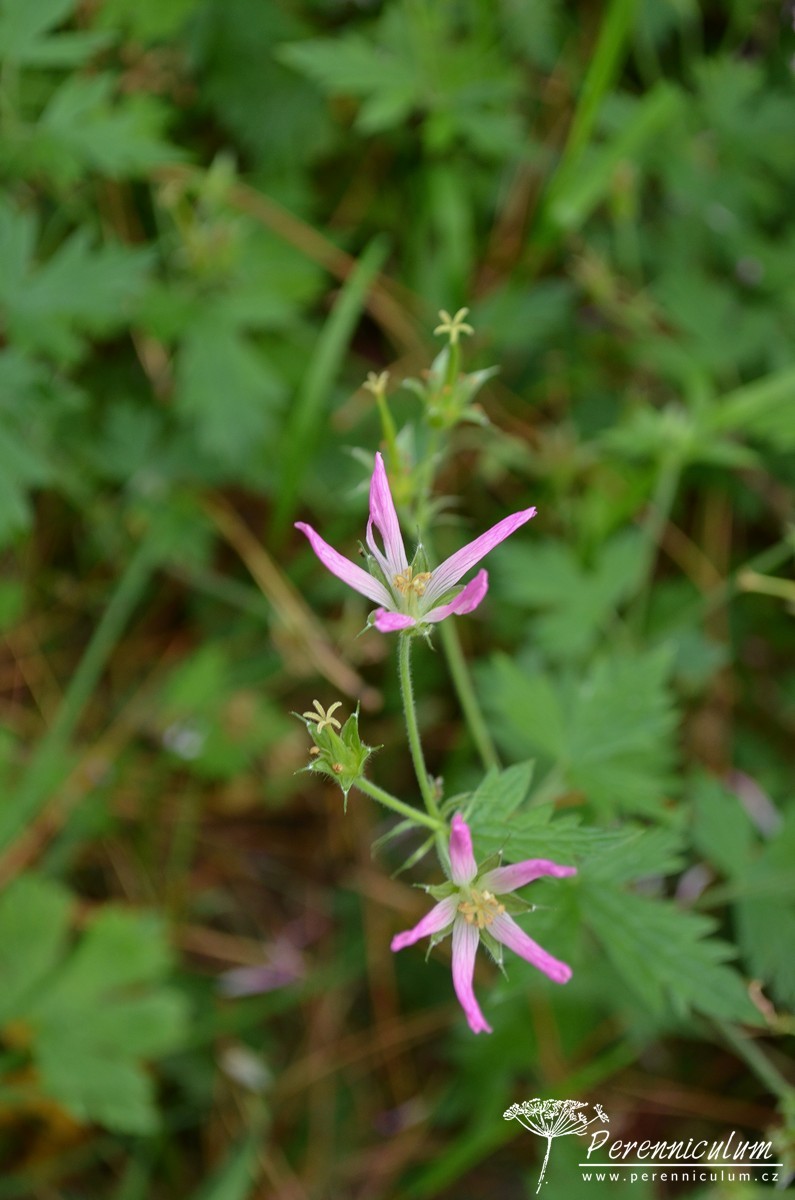 Geranium × oxonianum f. thurstonianum 'David McClintock' | Perenniculum