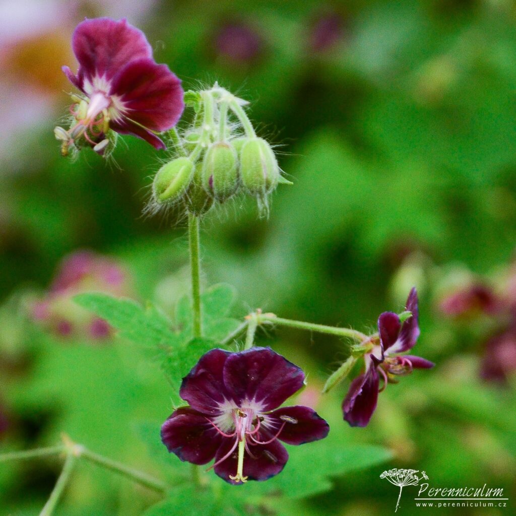 Geranium phaeum - Perenniculum