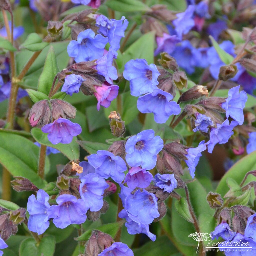 Pulmonaria - Perenniculum