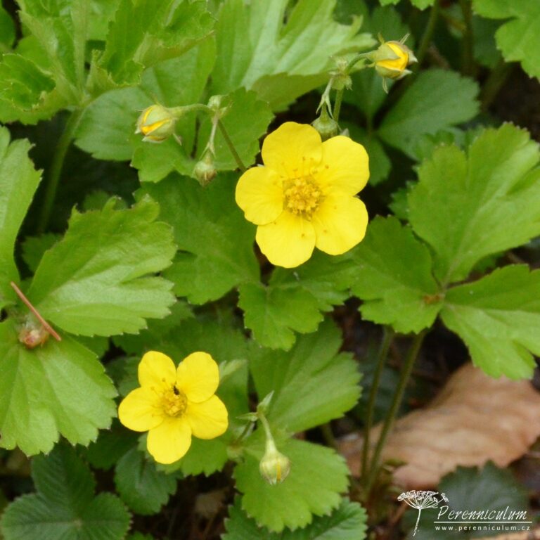 Waldsteinia ternata - Perenniculum
