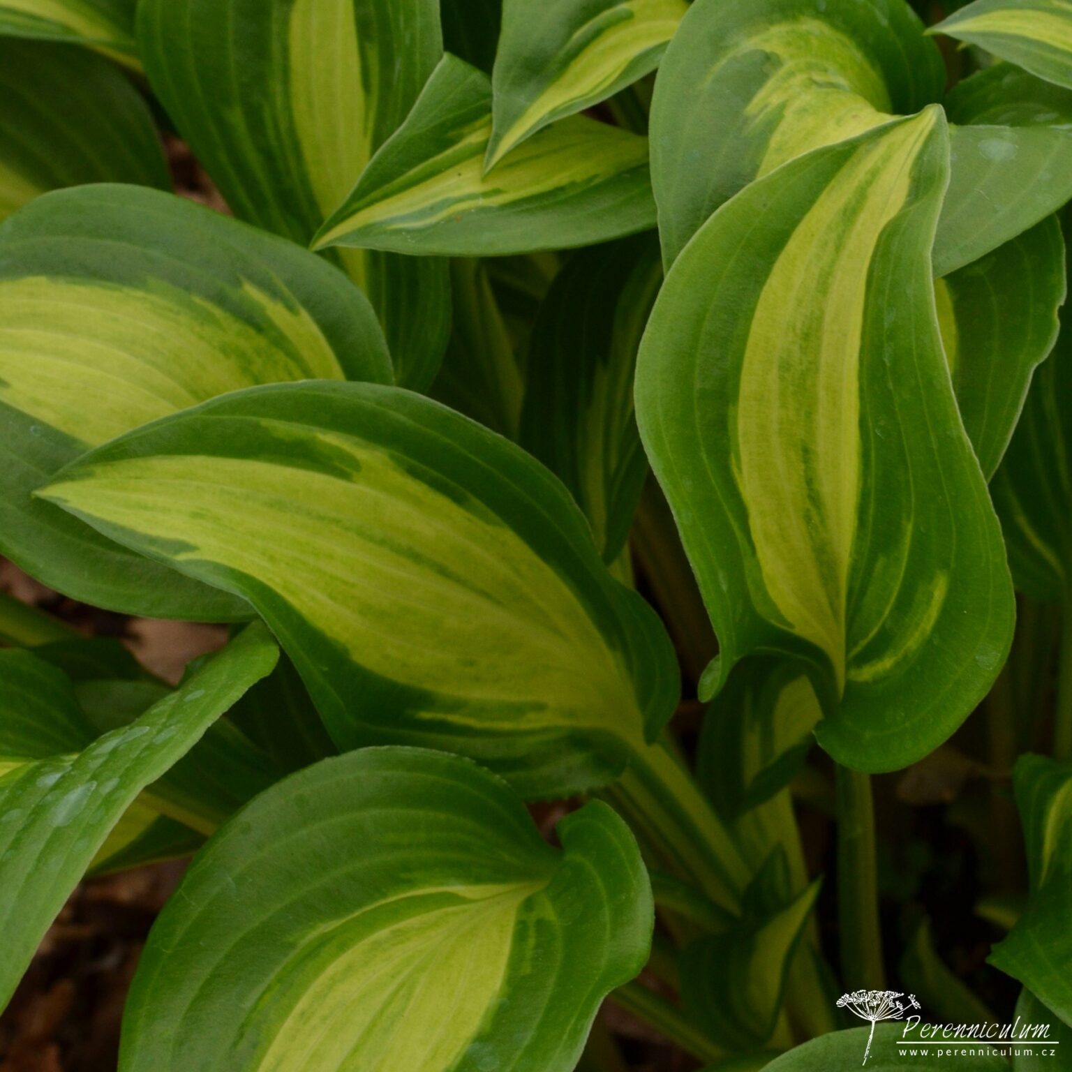 Hosta - Perenniculum