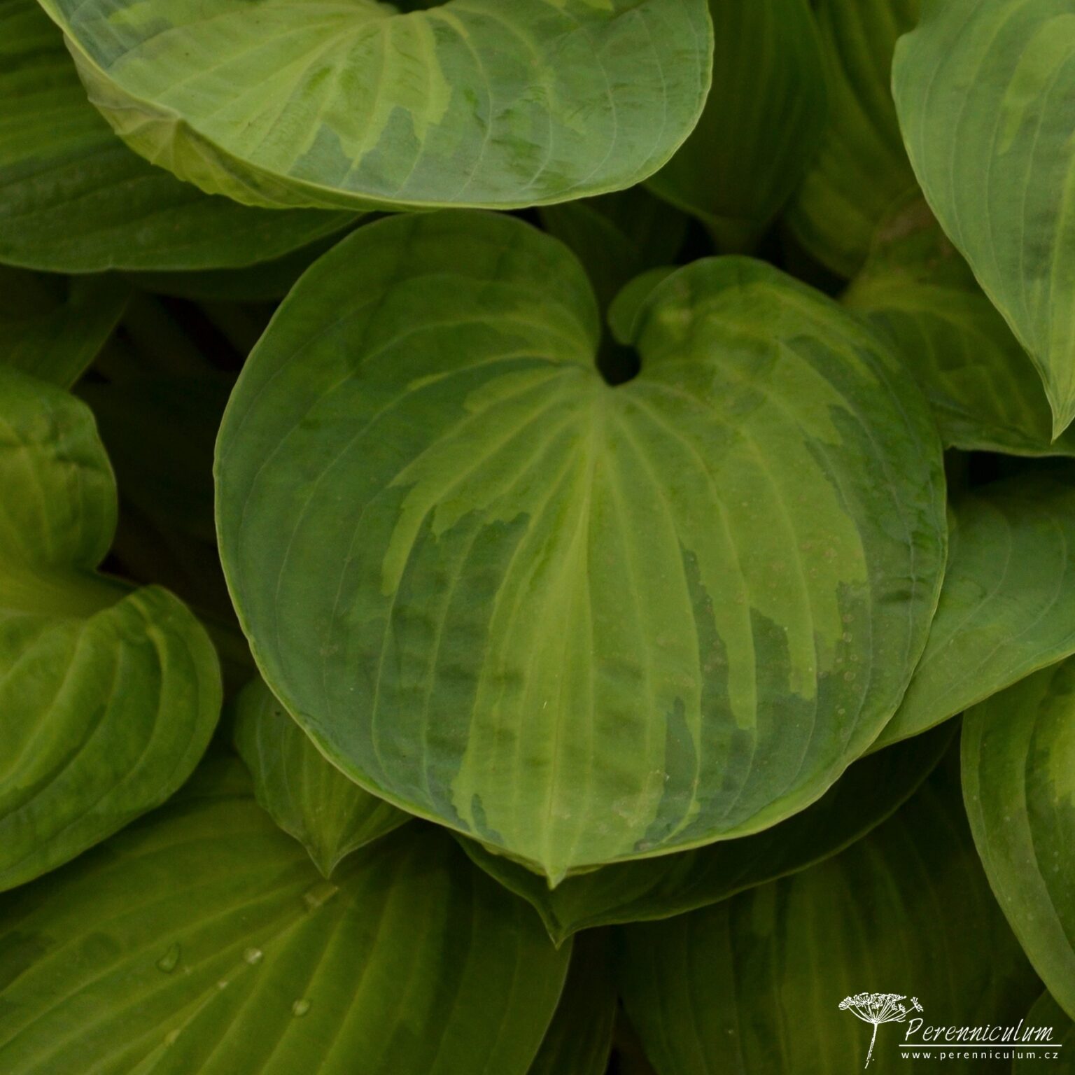 Hosta - Perenniculum