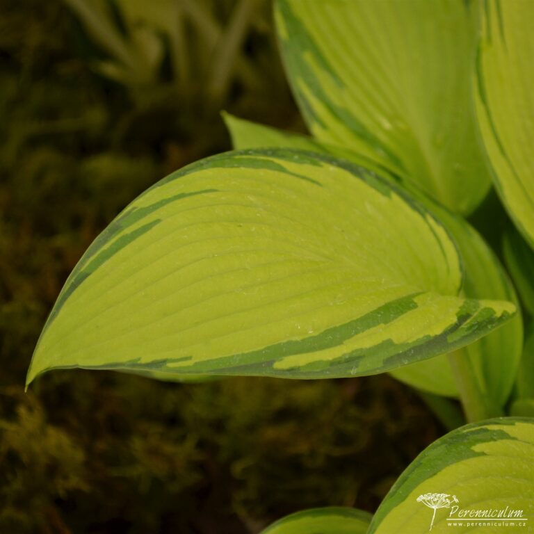Hosta 'June Fever' | Perenniculum