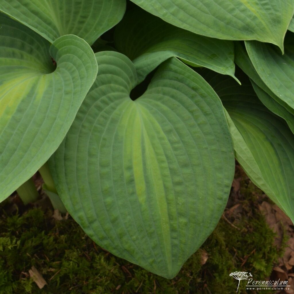 Hosta - Perenniculum