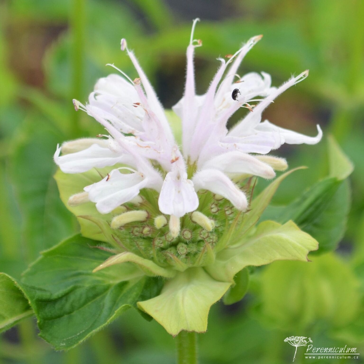 Monarda - Perenniculum