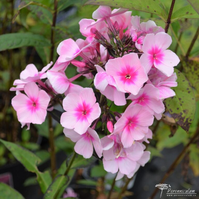 Phlox paniculata 'Bright Eyes' | Perenniculum