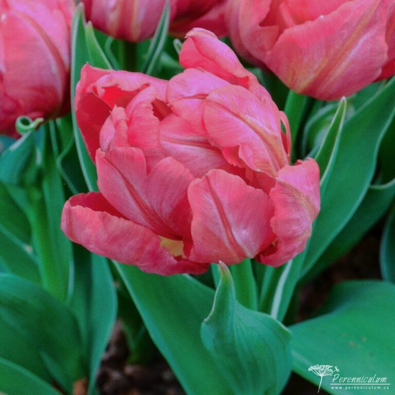 Tulipa 'Flashpoint' | Perenniculum