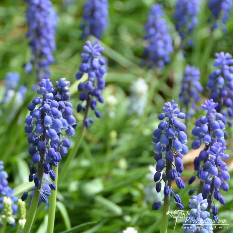 Muscari aucheri 'Blue Magic' | Perenniculum
