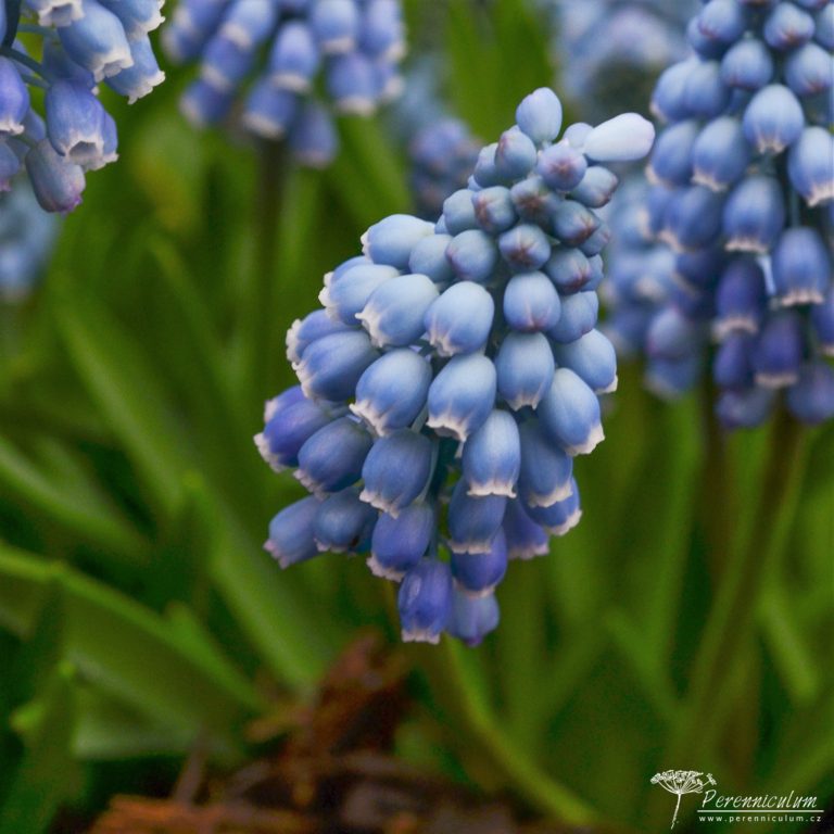 Muscari aucheri 'Blue Magic' | Perenniculum