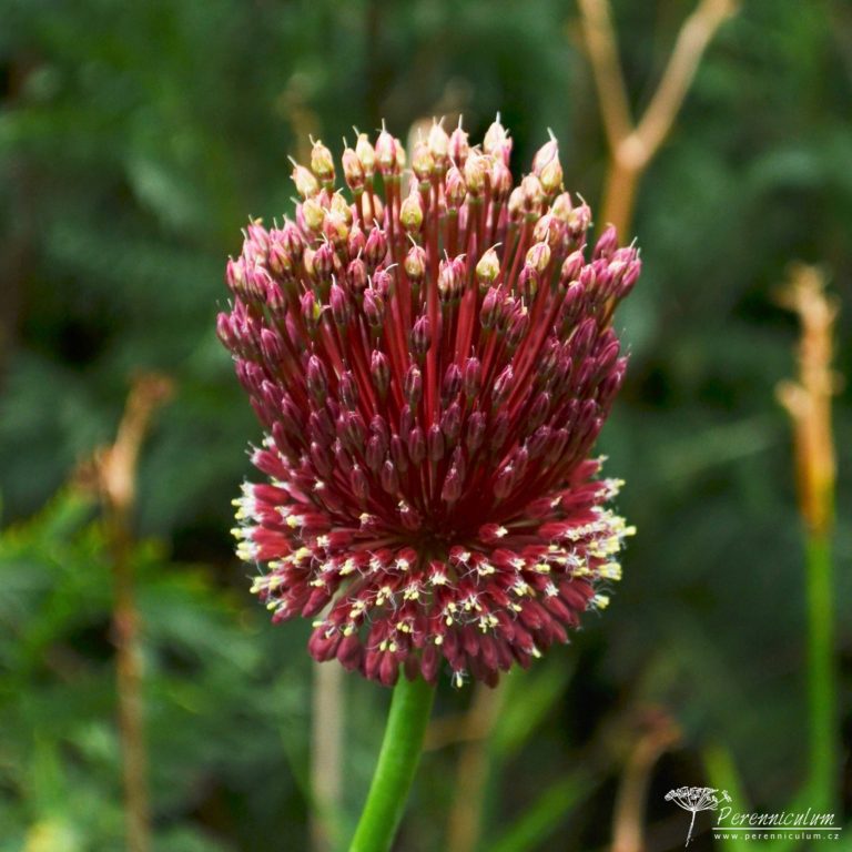Allium 'Red Mohican' | Perenniculum