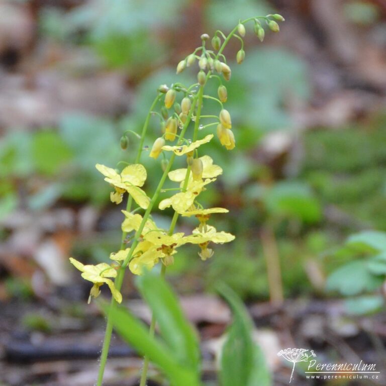 Epimedium pinnatum subsp. colchicum | Perenniculum