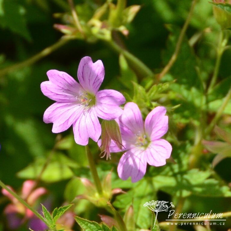 Geranium × oxonianum f. thurstonianum 'Southcombe Star' | Perenniculum