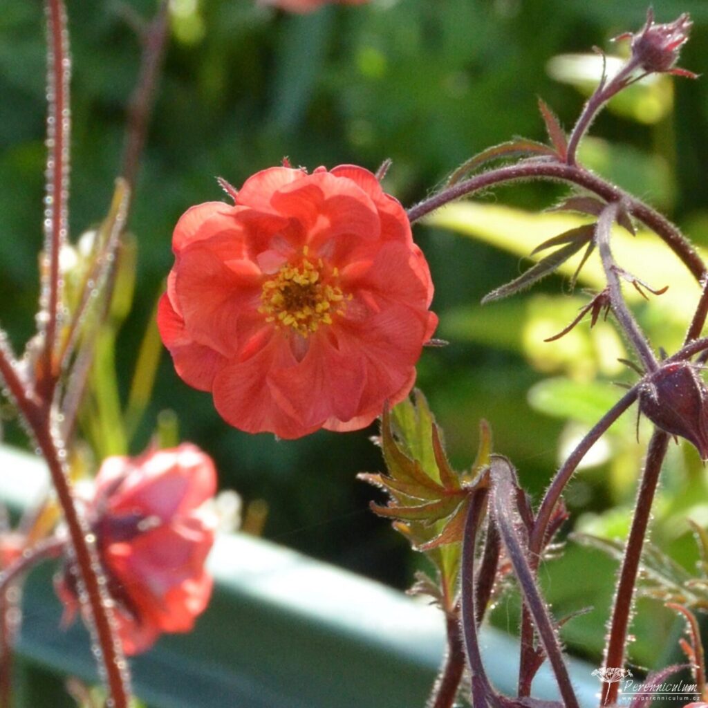 Geum - Perenniculum