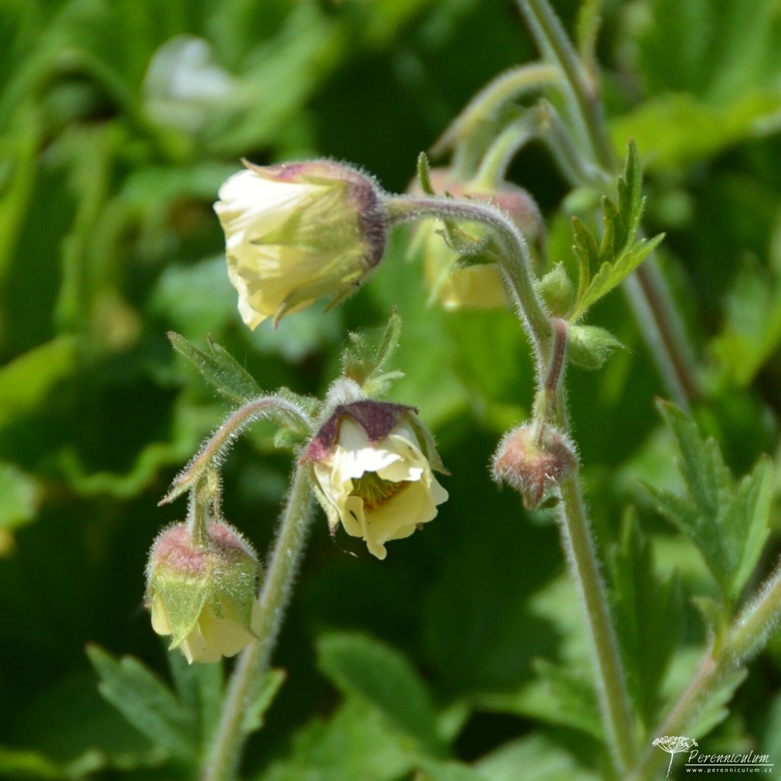 Geum - Perenniculum