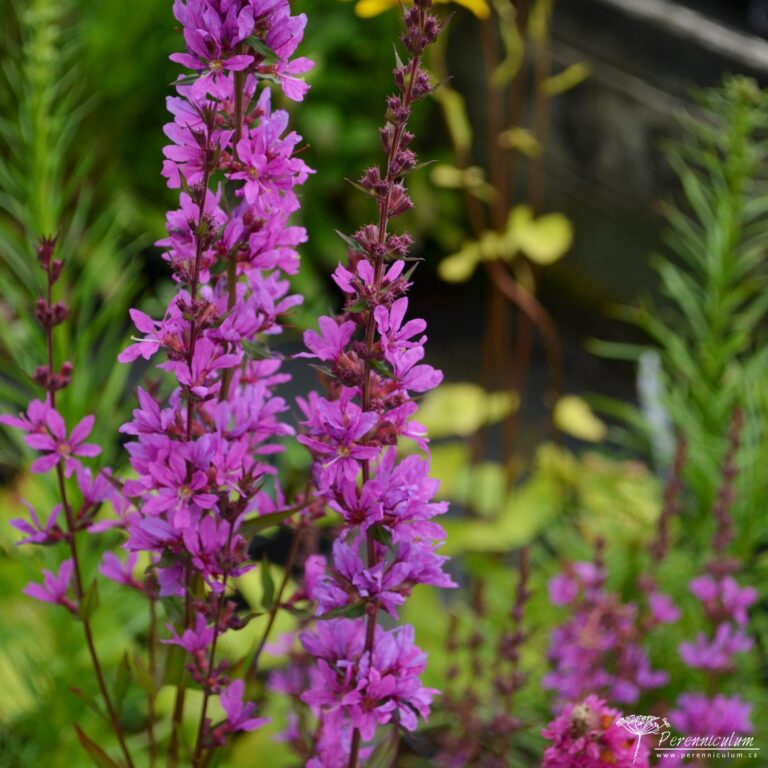 Lythrum virgatum 'Dropmore Purple' | Perenniculum